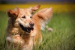 The History and Origin of the Golden Retriever: A Comprehensive Look