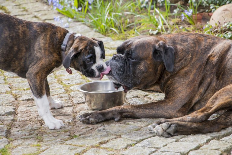 10 Dog Breeds That Treat Every Meal Like an All-You-Can-Eat Buffet ...
