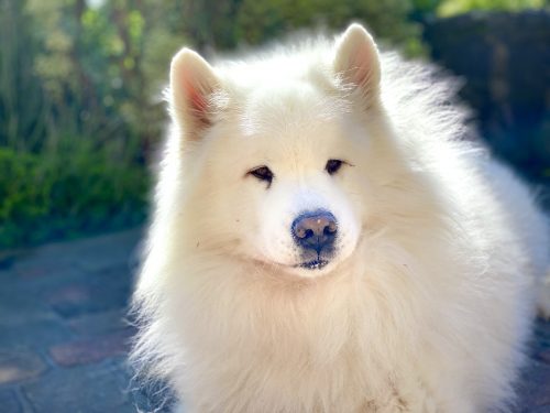 10 Dog Breeds That Look Like They're Always Smiling - iHeartDogs.com