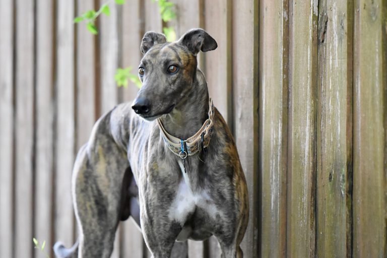 Greyhound Lifespan - What to Expect & How to Help a Greyhound Live ...