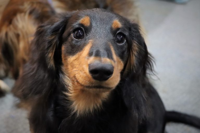 10 Dog Breeds That Look Like They're Always Smiling - iHeartDogs.com