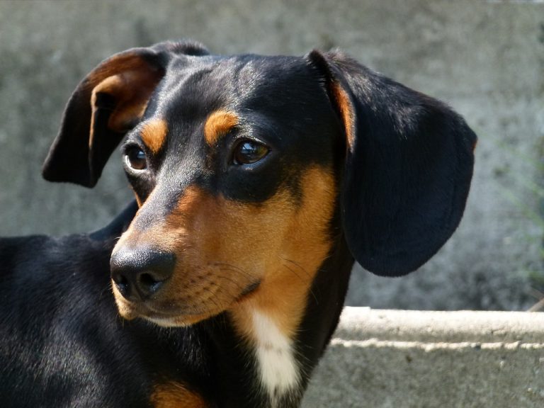 The History and Origin of the Dachshund: A Comprehensive Look ...