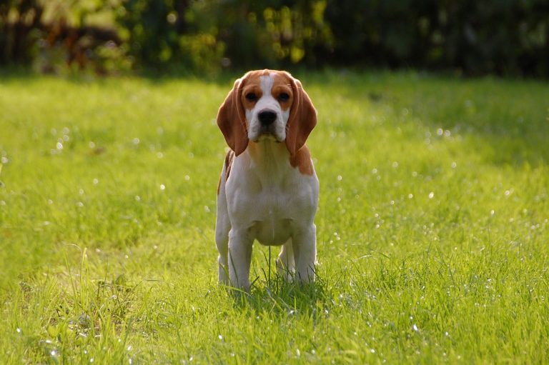 10 Dog Breeds Similar to Beagles - iHeartDogs.com