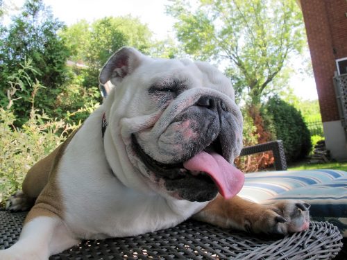 12 Best "Couch Potato" Dog Breeds - iHeartDogs.com