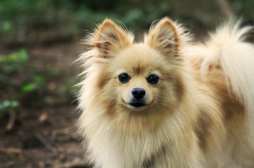The History and Origin of the Pomeranian: A Comprehensive Look ...