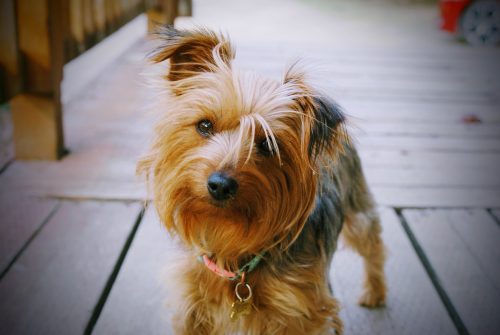 The History and Origin of the Yorkie: A Comprehensive Look - iHeartDogs.com