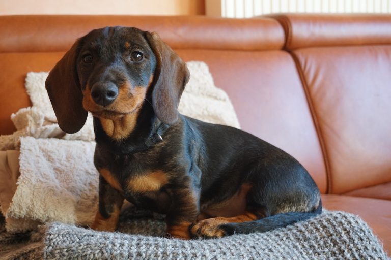 The 8 Most Anxious Dog Breeds - iHeartDogs.com