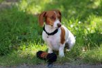 8 Most Affordable Dog Breeds - iHeartDogs.com