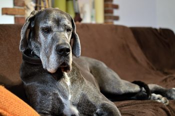 12 Best "Couch Potato" Dog Breeds - iHeartDogs.com