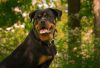 12 Stunning Black Dog Breeds - iHeartDogs.com