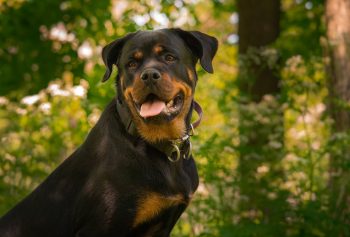 12 Stunning Black Dog Breeds - iHeartDogs.com