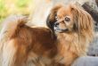 Papillon Lifespan - What to Expect & How to Help a Papillon Live Longer
