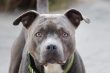 The History and Origin of the Pit Bull: A Comprehensive Look