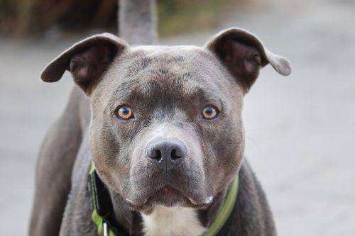 The History and Origin of the Pit Bull: A Comprehensive Look ...