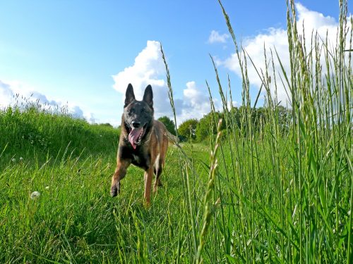 The 10 Most Wild & Crazy Dog Breeds - iHeartDogs.com