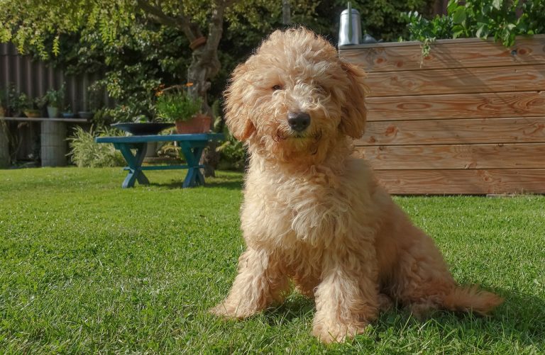 10 Curly-Haired Dog Breeds - iHeartDogs.com