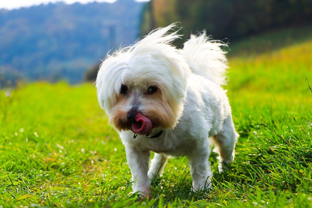 10 Dog Breeds Similar to Maltese's - iHeartDogs.com