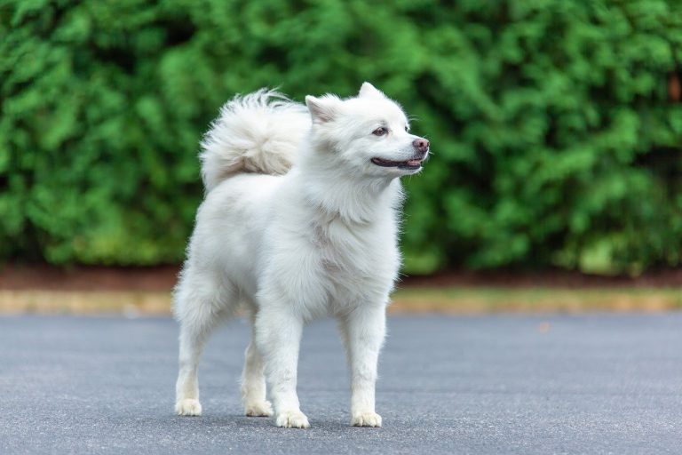 7 Alaskan Dog Breeds - iHeartDogs.com