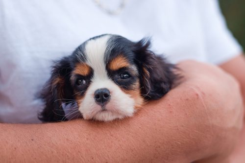 11 Most Cuddly Dog Breeds - iHeartDogs.com