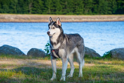 The History and Origin of the Huskie: A Comprehensive Look - iHeartDogs.com