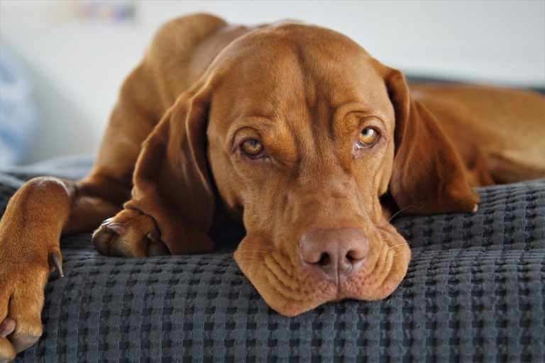 Top 7 Red Dog Breeds - iHeartDogs.com