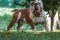 The History and Origin of the Bulldog: A Comprehensive Look ...