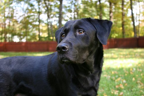 12 Stunning Black Dog Breeds - iHeartDogs.com