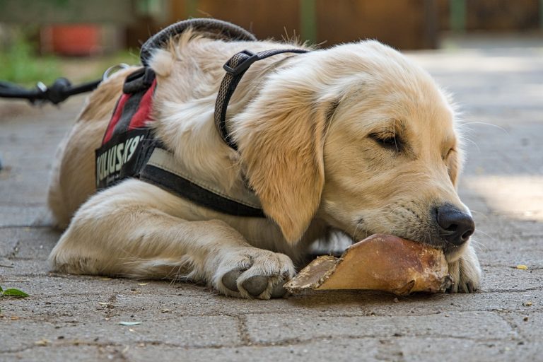 10 Dog Breeds That Treat Every Meal Like an All-You-Can-Eat Buffet ...