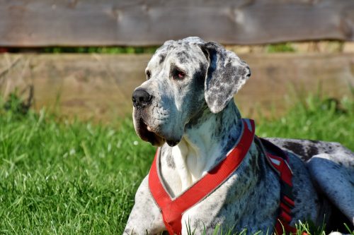 The History and Origin of the Great Dane: A Comprehensive Look ...