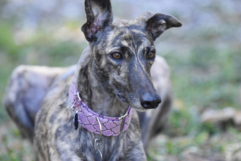 The History and Origin of the Greyhound: A Comprehensive Look ...