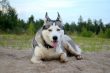 The History and Origin of the Huskie: A Comprehensive Look