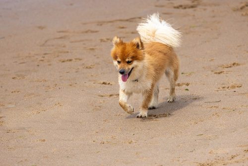 16 Shepherd Dog Breeds 2026: Complete Guide with Size, Origin ...
