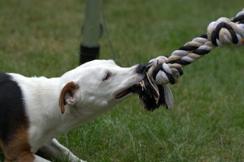 7 Dog Breeds with Unexpected Superpowers - iHeartDogs.com