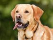 Lab Lifespan - What to Expect & How to Help a Lab Live Longer ...