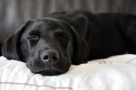 12 Best "Couch Potato" Dog Breeds - iHeartDogs.com