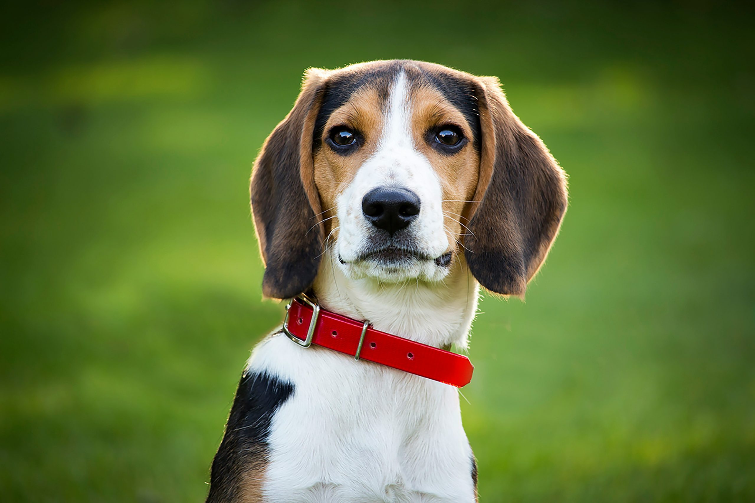 Beagle Lifespan - What to Expect & How to Help a Beagle Live Longer ...