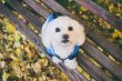 The History and Origin of the Maltese: A Comprehensive Look ...