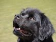 The History and Origin of the Newfoundland: A Comprehensive Look ...