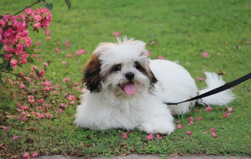 Top 10 Asian Dog Breeds - iHeartDogs.com