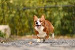 The History and Origin of the Corgi: A Comprehensive Look