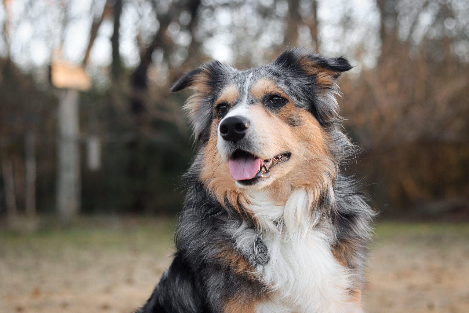 The 8 Most Anxious Dog Breeds - iHeartDogs.com