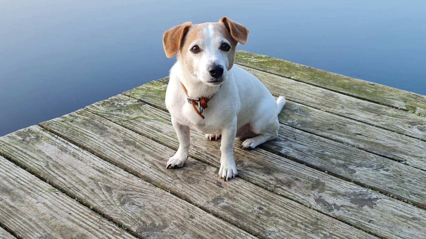 The 8 Most Anxious Dog Breeds - iHeartDogs.com
