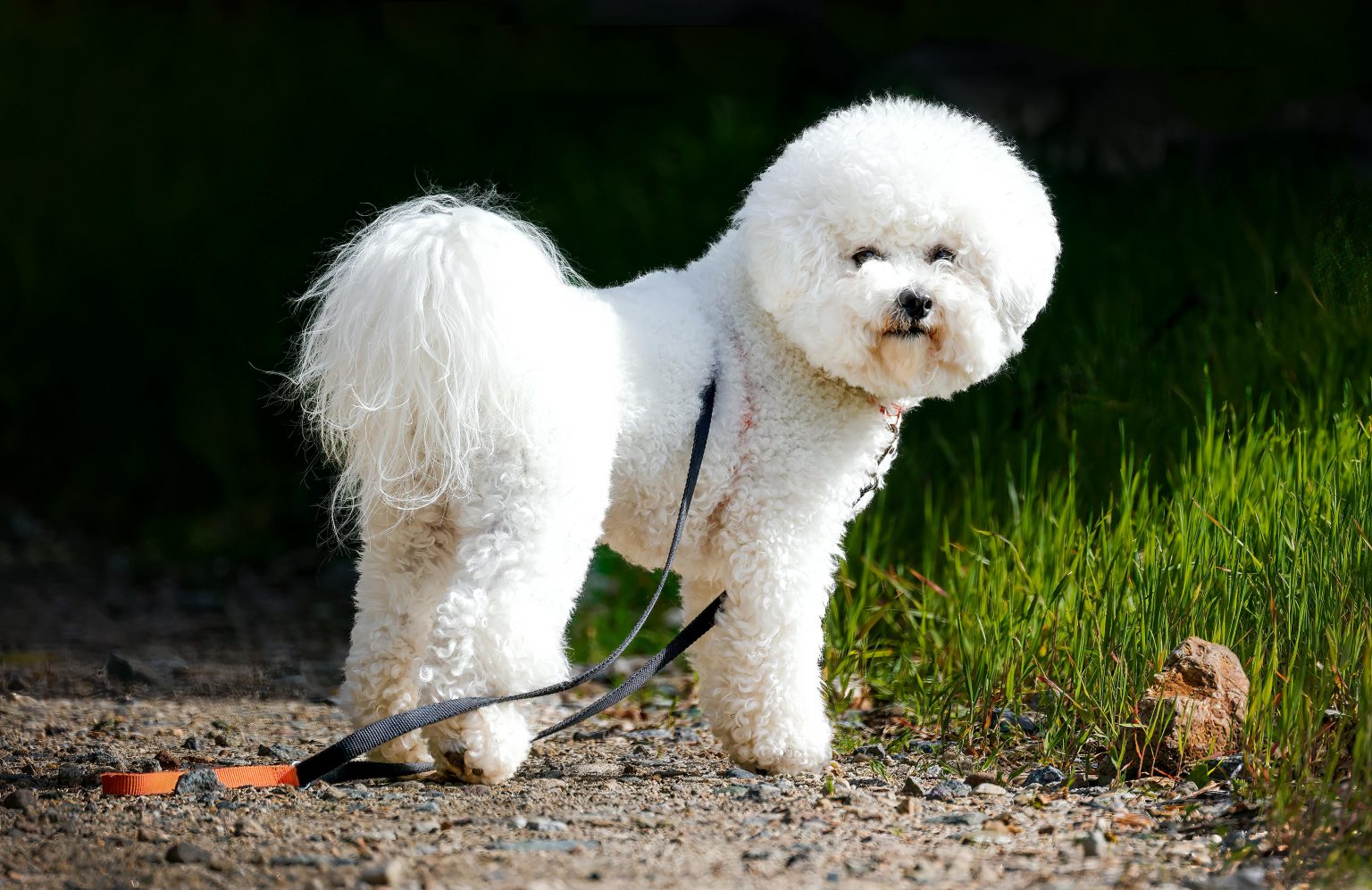 10 Dog Breeds Similar to Bichon Frise's - iHeartDogs.com