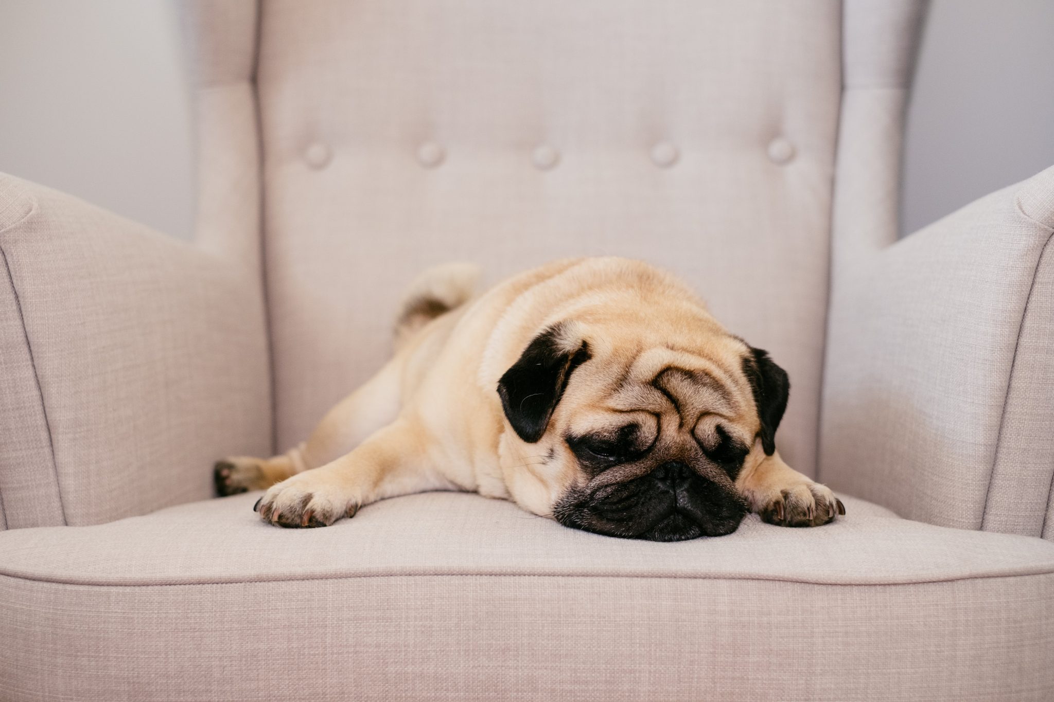 12 Best "Couch Potato" Dog Breeds - iHeartDogs.com