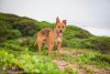 5 Egyptian Dog Breeds - iHeartDogs.com