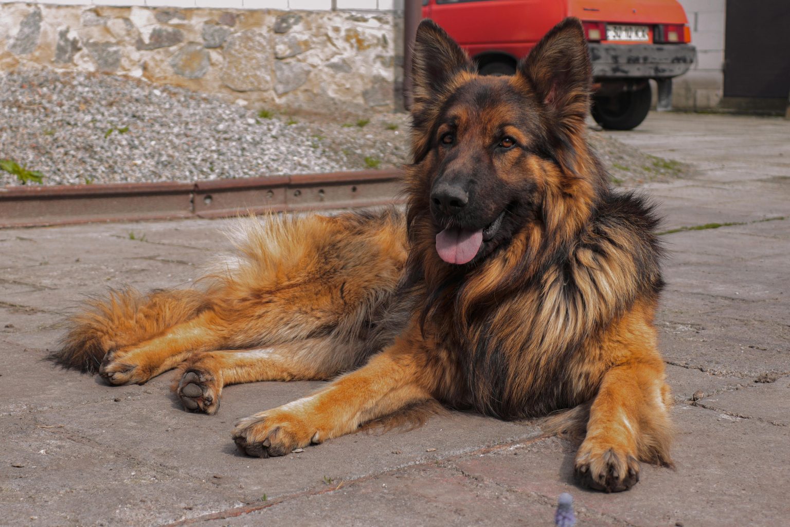 The History and Origin of the German Shepherd: A Comprehensive Look ...