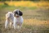 10 Best Dog Breeds Under 25 Lbs. - iHeartDogs.com