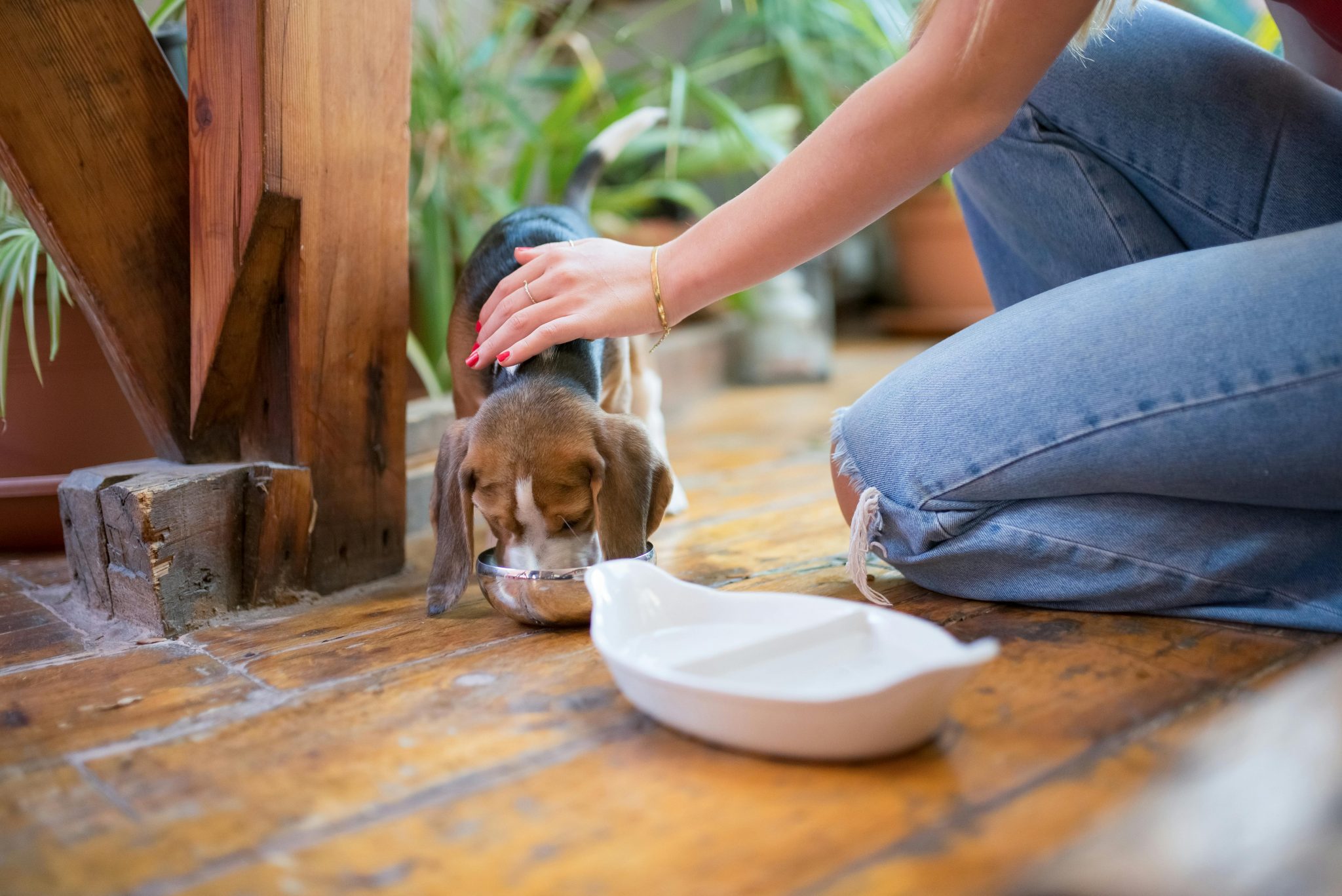 10 Dog Breeds That Treat Every Meal Like an All-You-Can-Eat Buffet ...