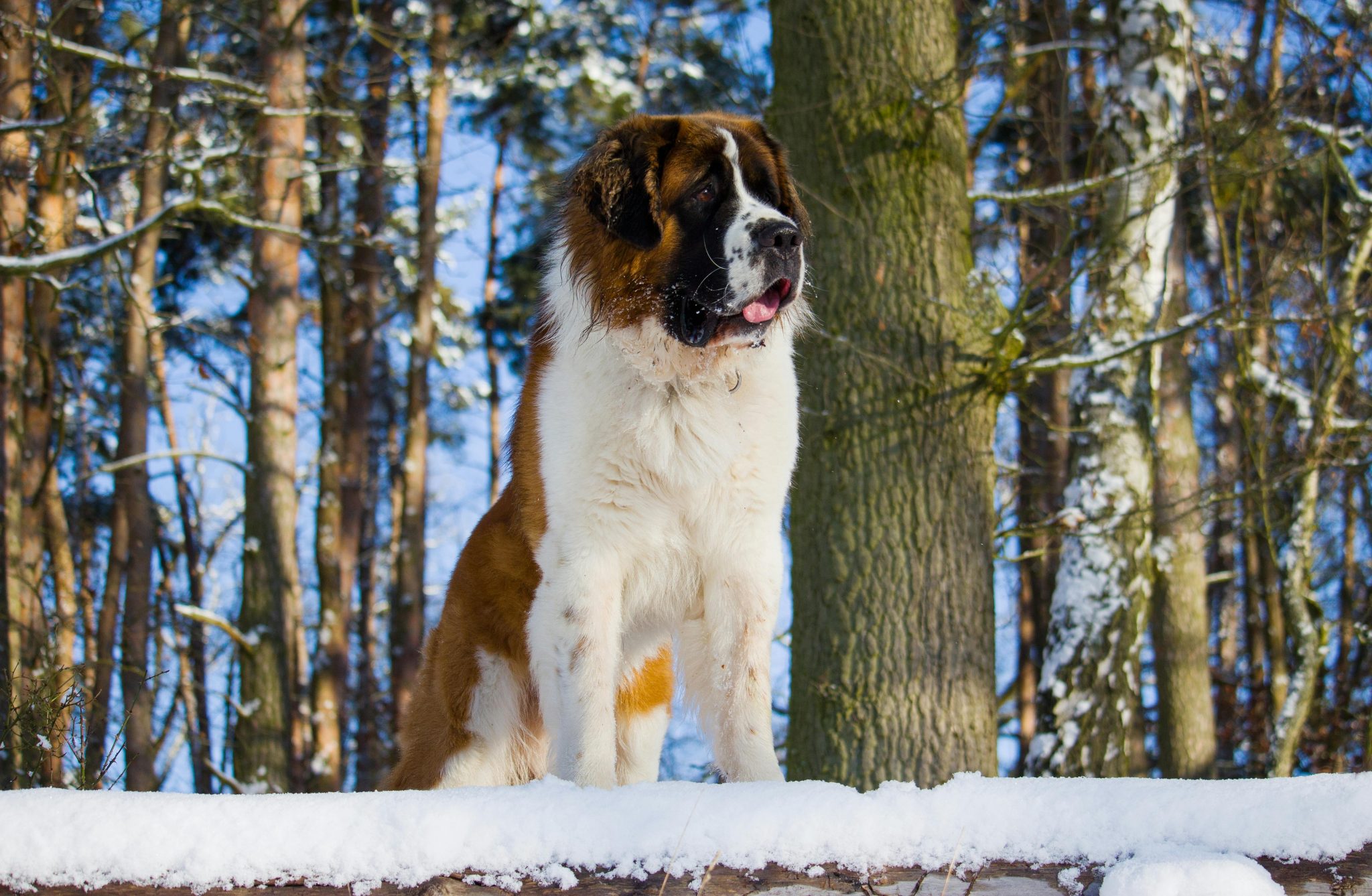 7 Dog Breeds with Unexpected Superpowers - iHeartDogs.com