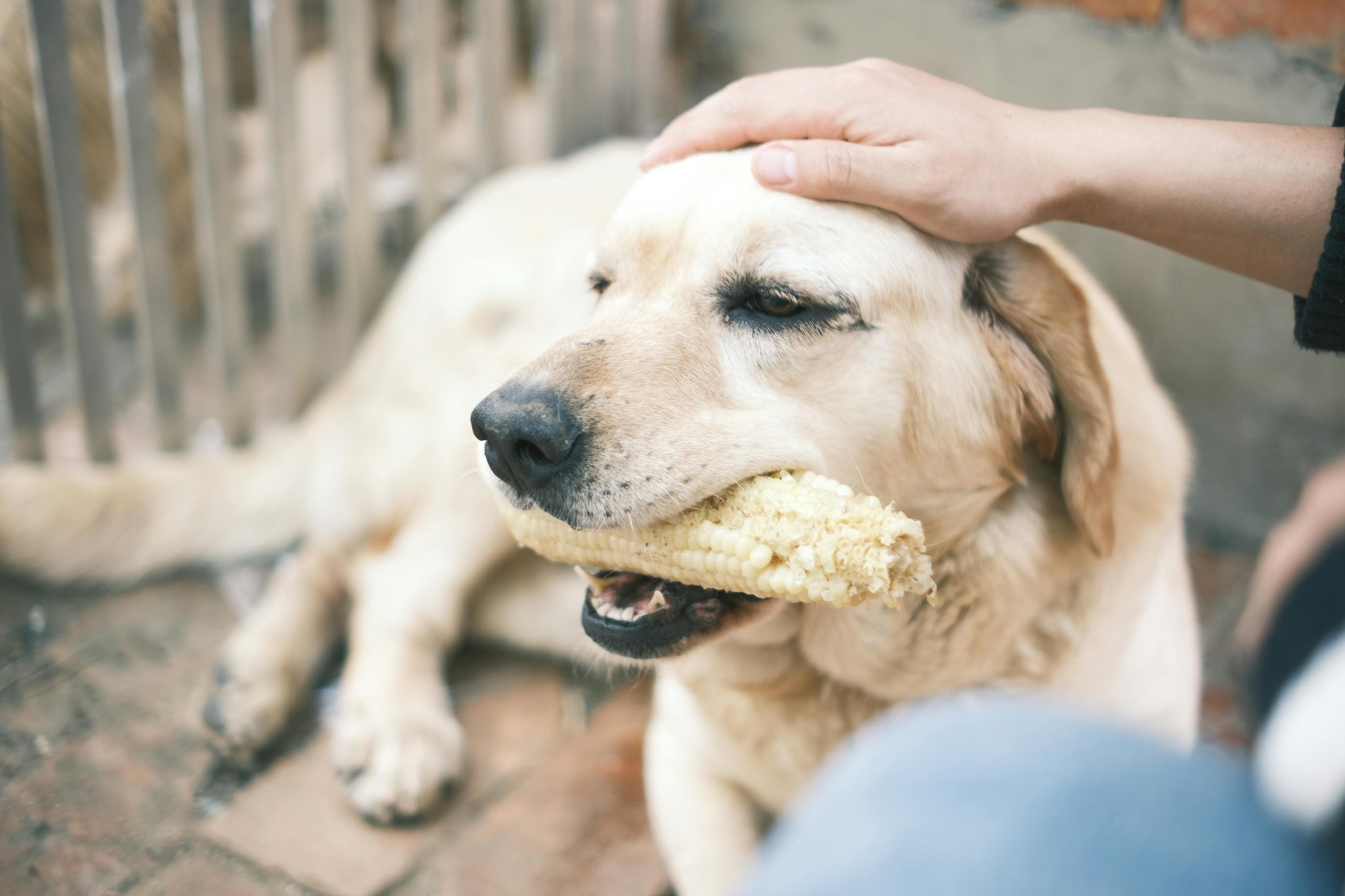 10 Dog Breeds That Treat Every Meal Like an All-You-Can-Eat Buffet ...